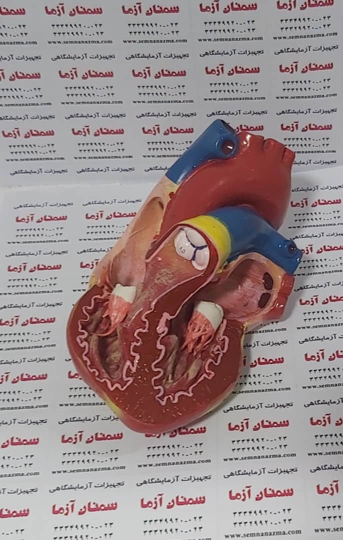 مولاژ قلب انسان 1 برابر 2 قسمتی | تجهیزات آزما